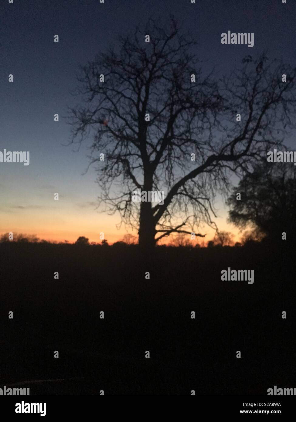 Solitude trees hi-res stock photography and images - Alamy