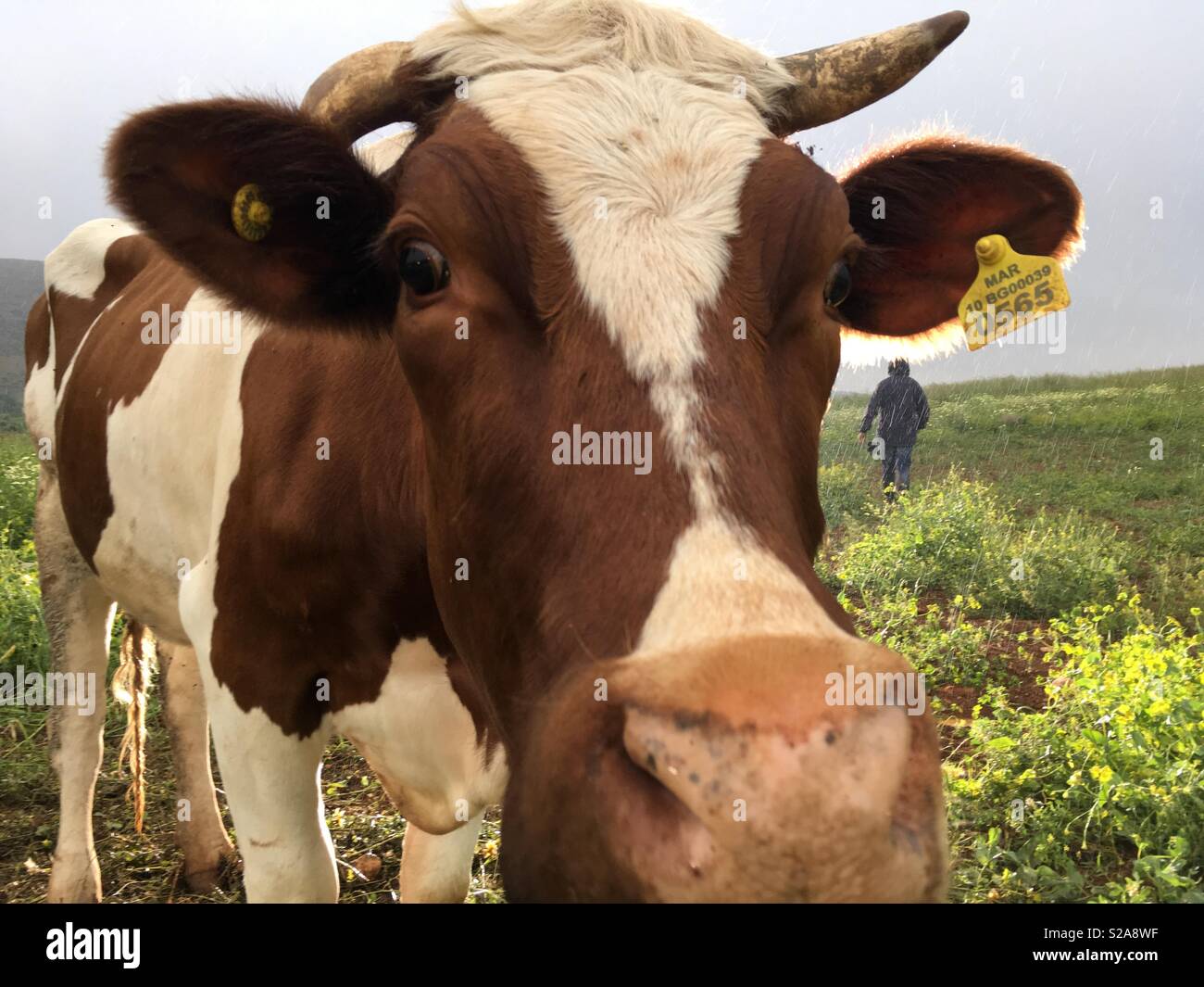 Moo cow hi-res stock photography and images - Alamy