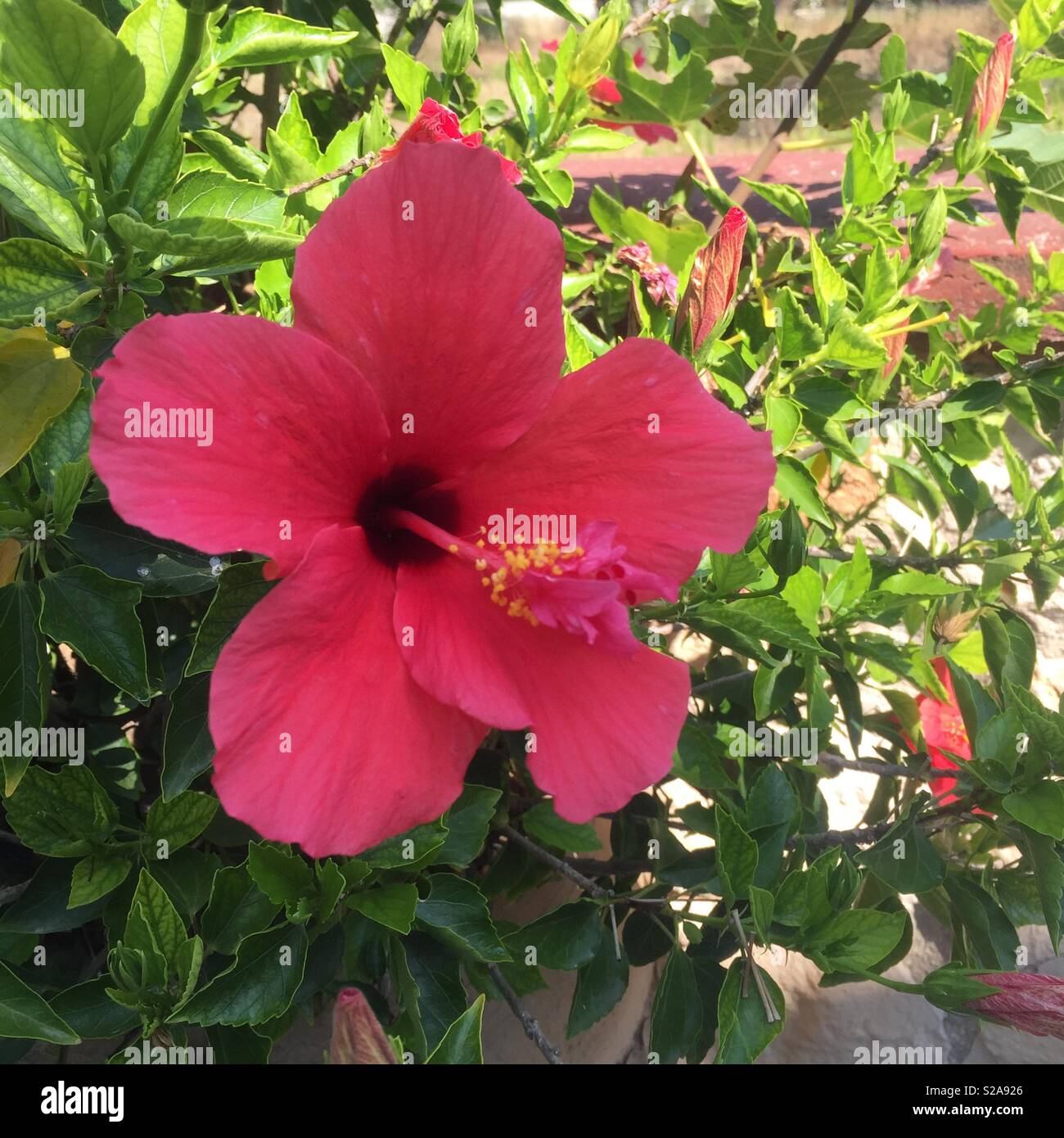 Flower stamin hi-res stock photography and images - Alamy