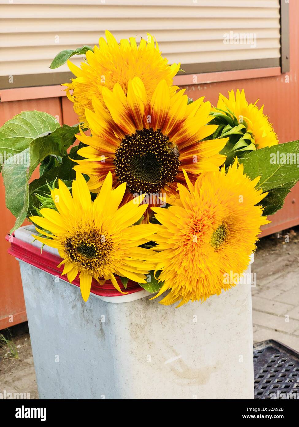 Sunflowers in a bucket hi-res stock photography and images - Alamy