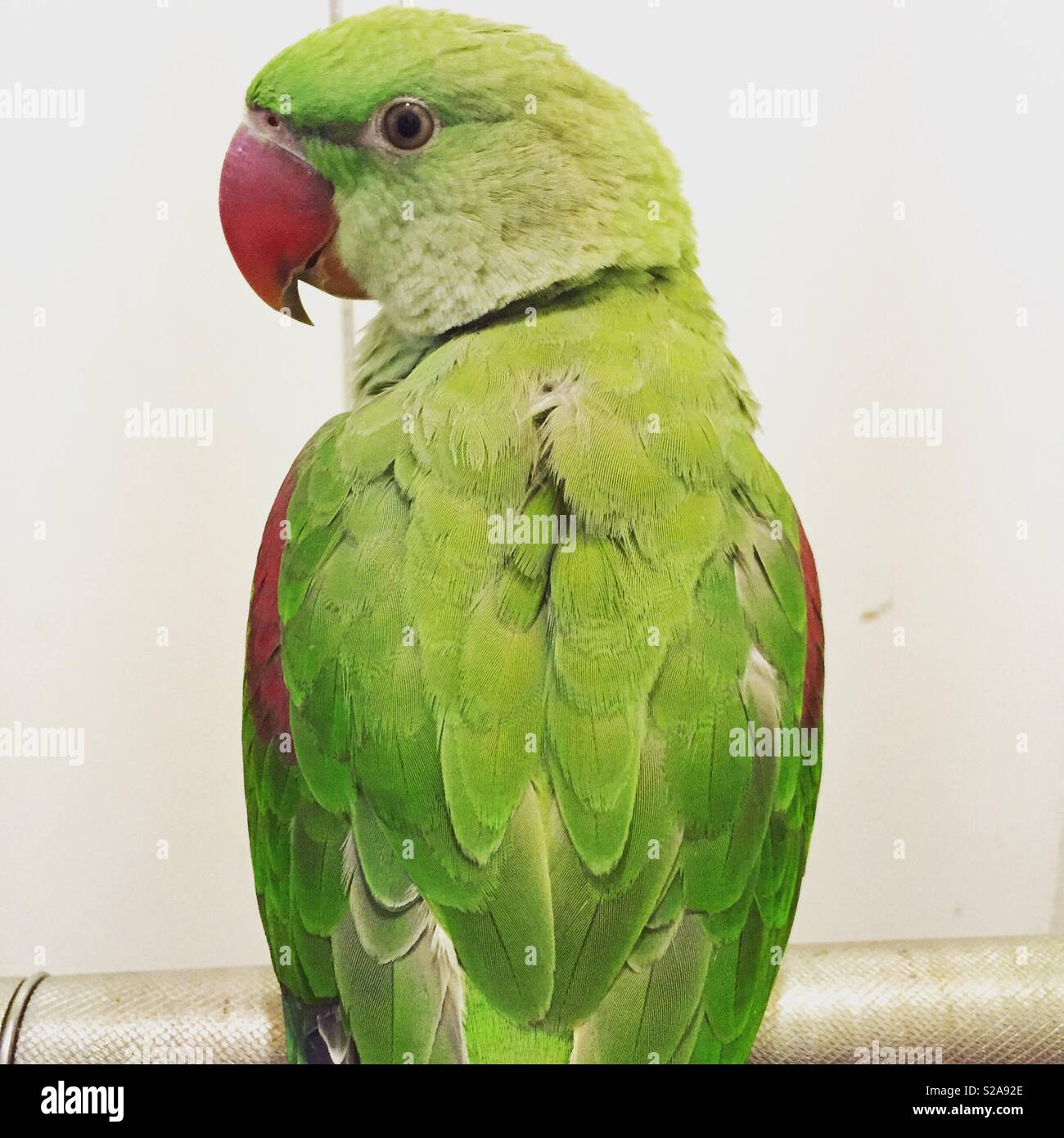 Alexandrine hi-res stock photography and images - Alamy