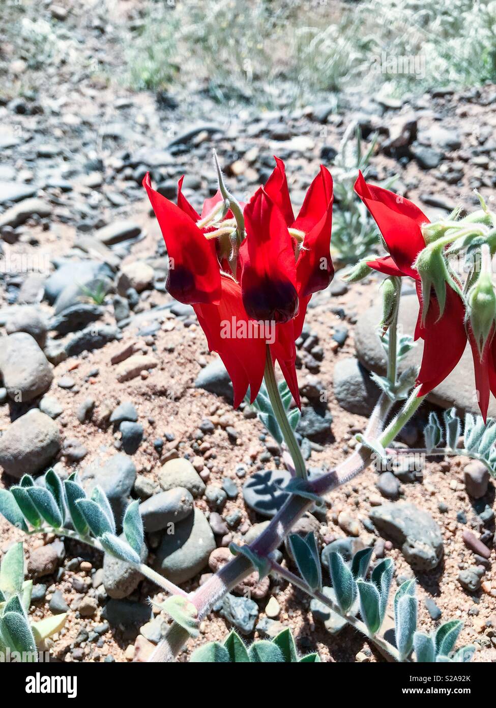Pilbara Desert High Resolution Stock Photography and Images - Alamy