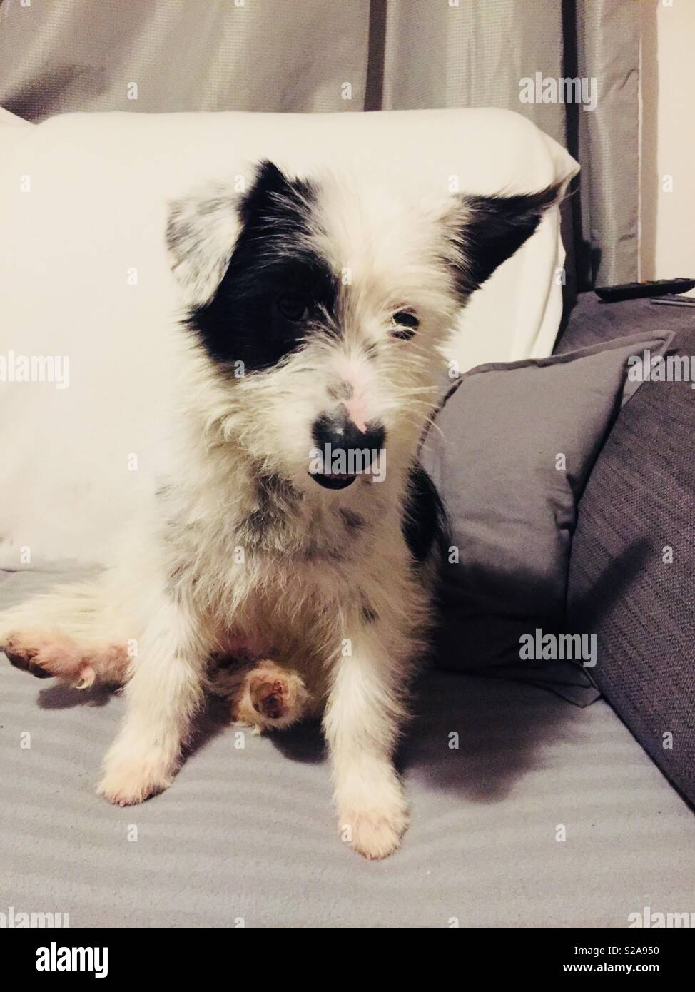 Black and white scruffy puppy sitting on sofa Stock Photo - Alamy