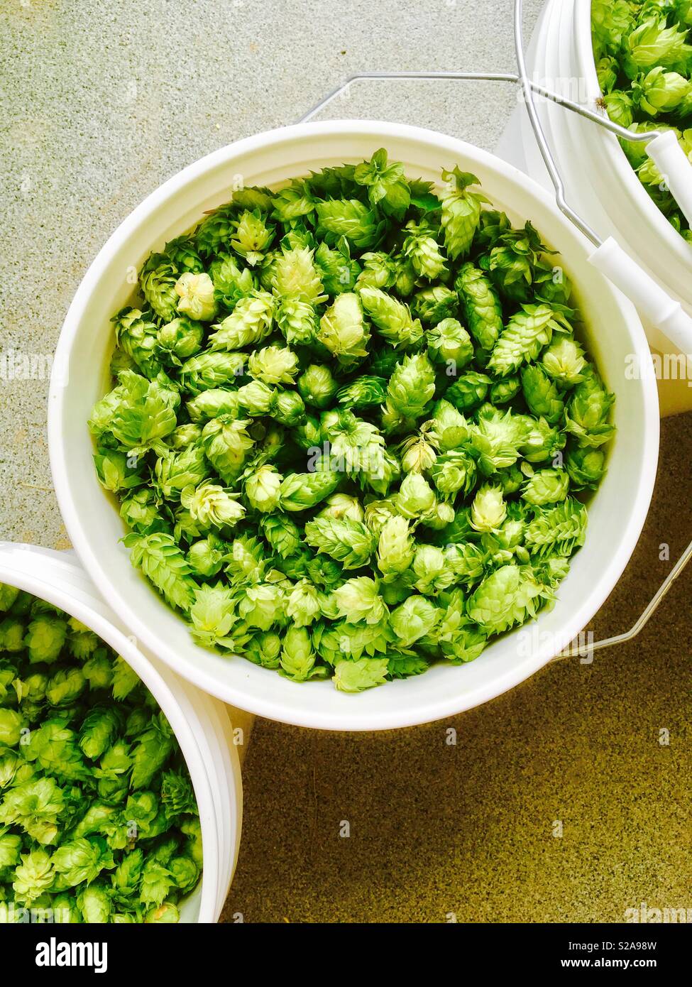 Brewer’s gold hops hi-res stock photography and images - Alamy