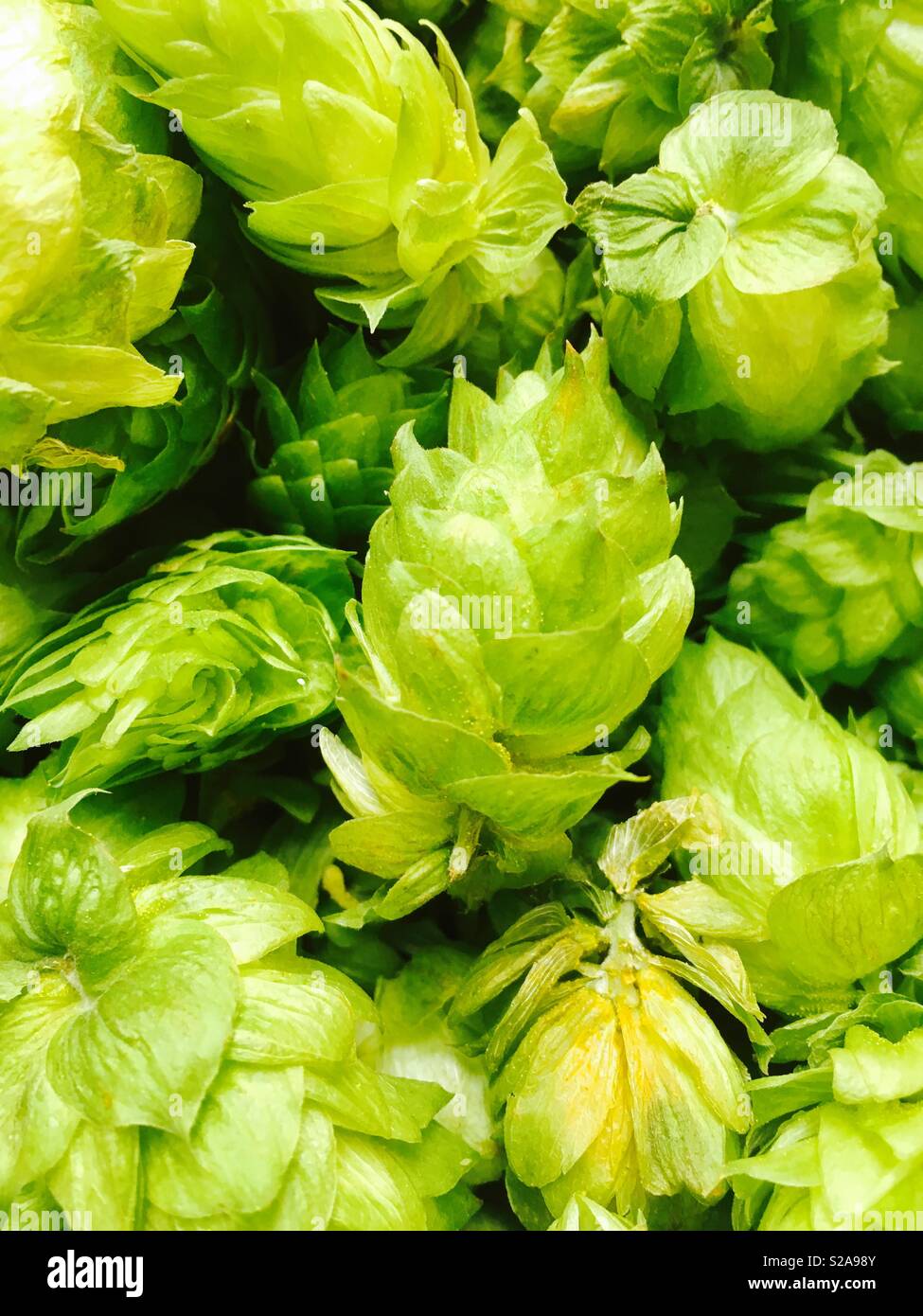 Brewer’s gold hops hi-res stock photography and images - Alamy
