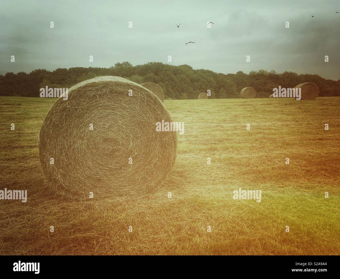 Field of baled hay hi-res stock photography and images - Alamy