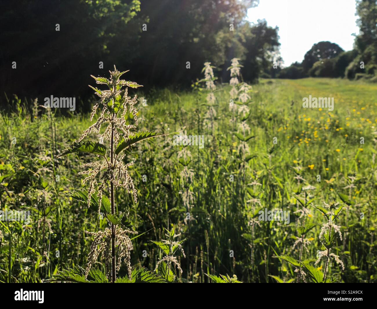 Sting nettle hi-res stock photography and images - Alamy