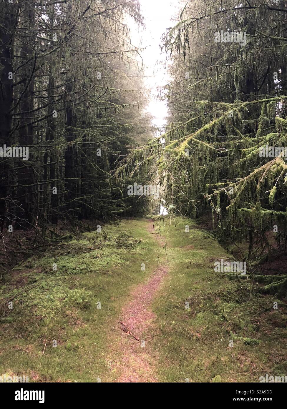 Lough Navar Forest Stock Photo - Alamy