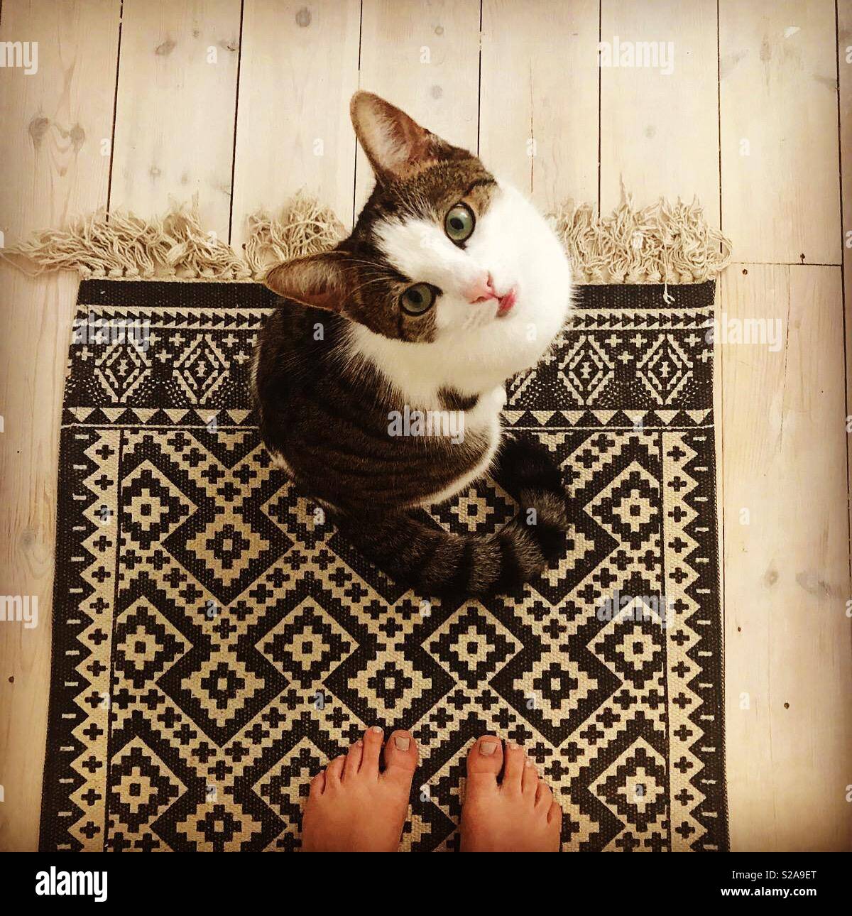 Pet wash feet hi-res stock photography and images - Alamy