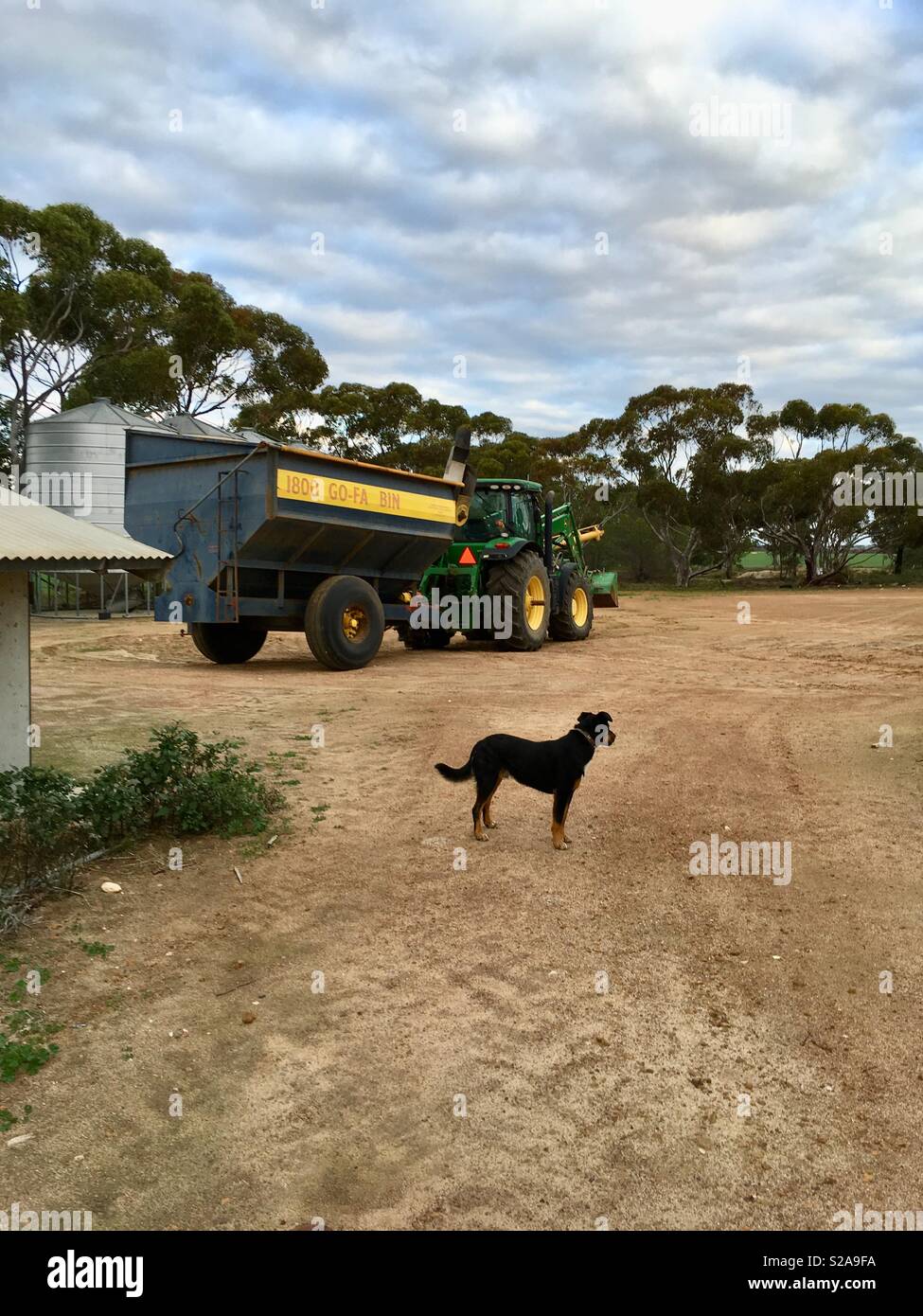 Australian farm dog hi-res stock photography and images - Alamy