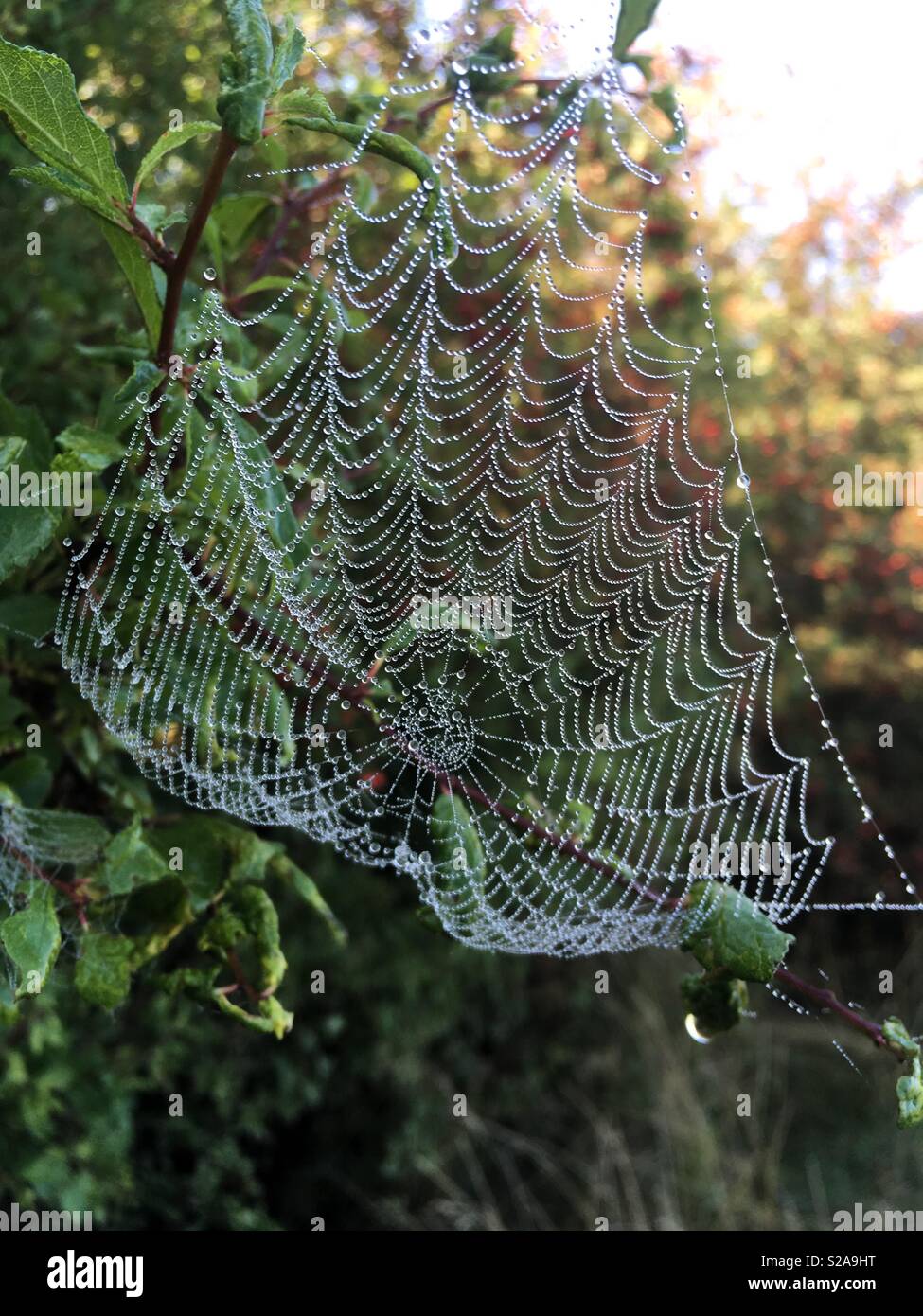 Spider in hedge hi-res stock photography and images - Alamy