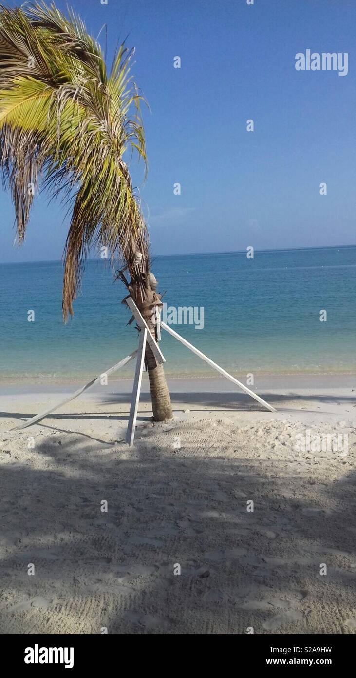 Palm tree paradise Stock Photo - Alamy