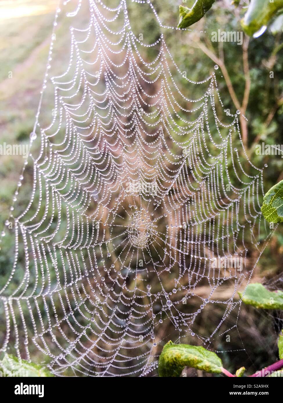 Spider in hedge hi-res stock photography and images - Alamy