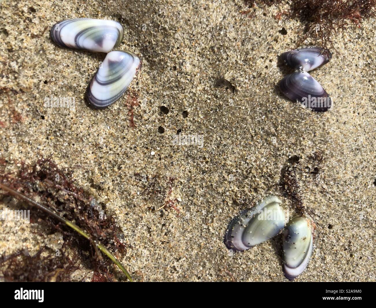 Shells beach sand seaweed hi-res stock photography and images - Alamy