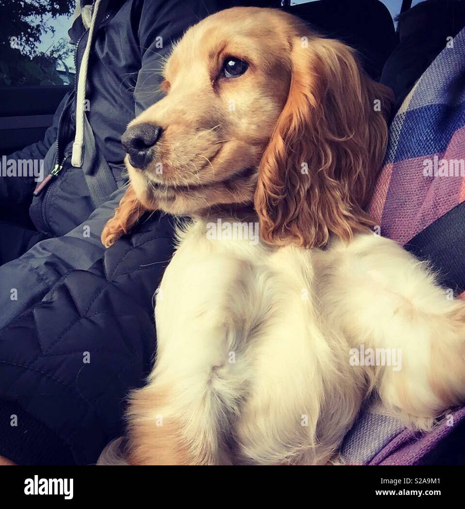 Cocker spaniel orange roan hi-res stock photography and images - Alamy