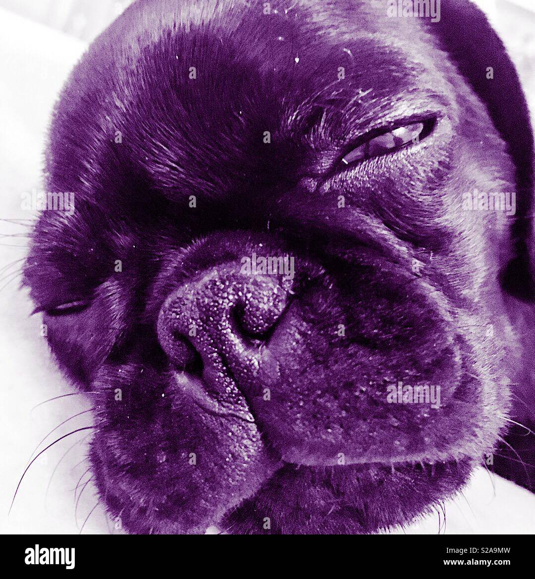 Sleepy pug hi-res stock photography and images - Alamy