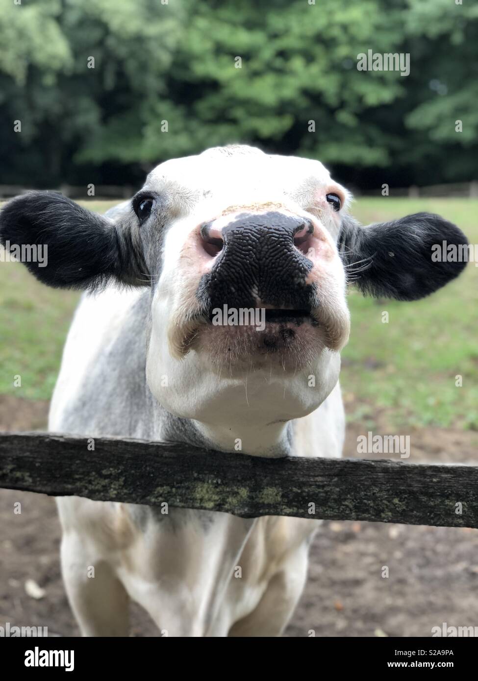 Cows looking over fence hi-res stock photography and images - Alamy