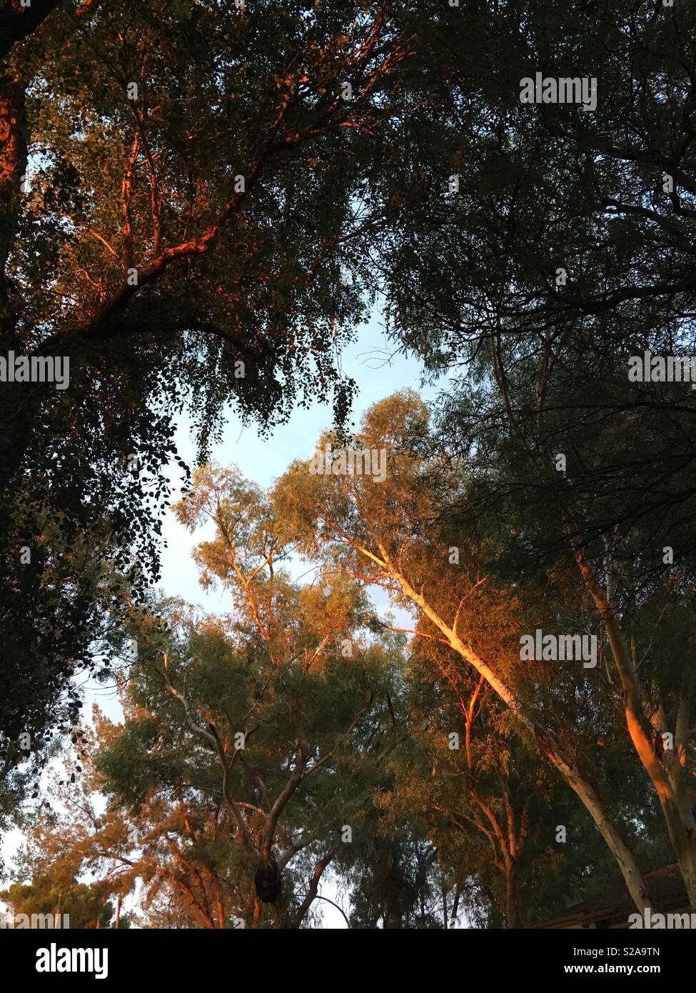 Above treetops view hi-res stock photography and images - Alamy