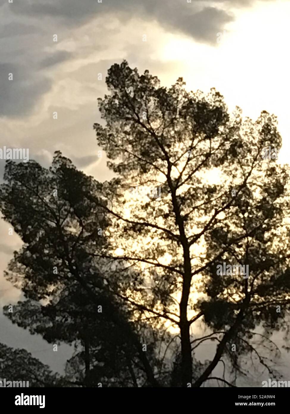 Sunlight behind tall tree Stock Photo - Alamy