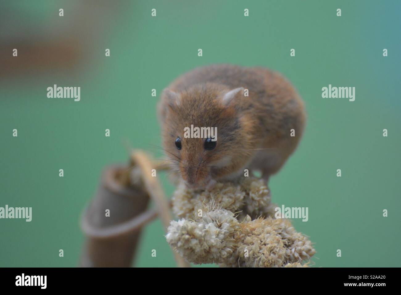 A Harvest mouse at the New forest wildlife park in Hampshire Stock ...