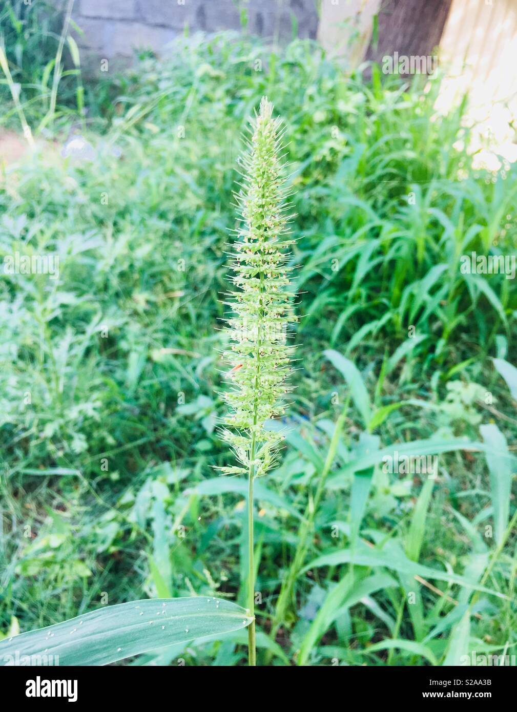 Yellow foxtail hi-res stock photography and images - Alamy