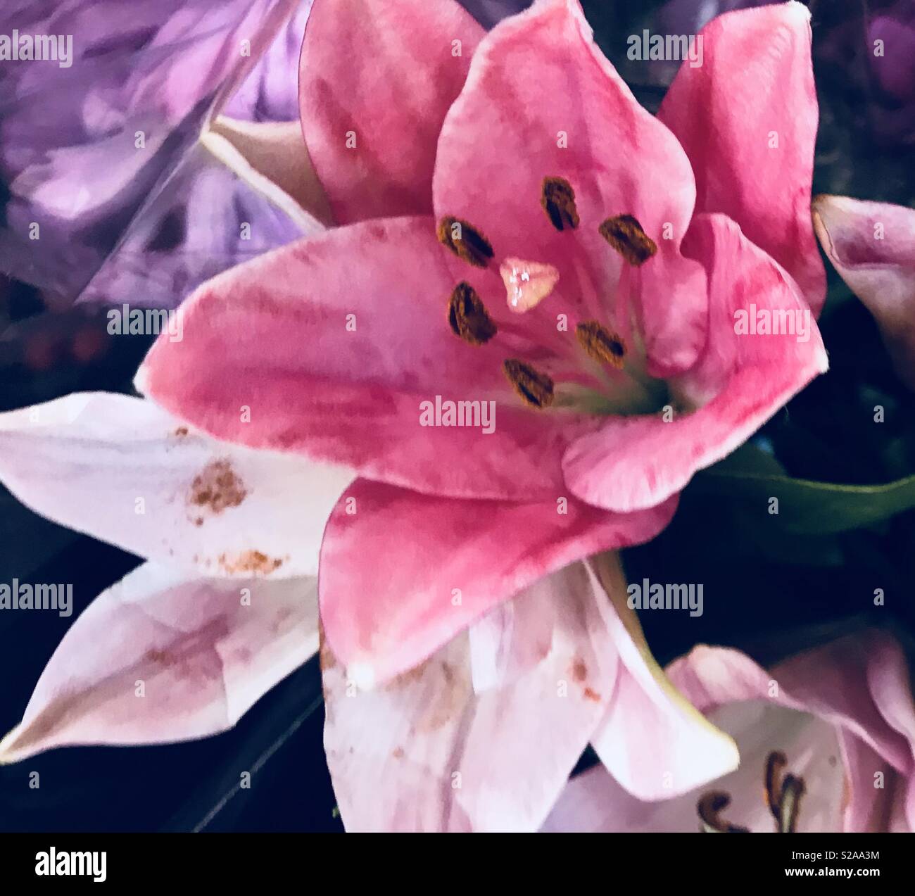 Bright pink and purple beautiful spring flowers in the garden Stock ...