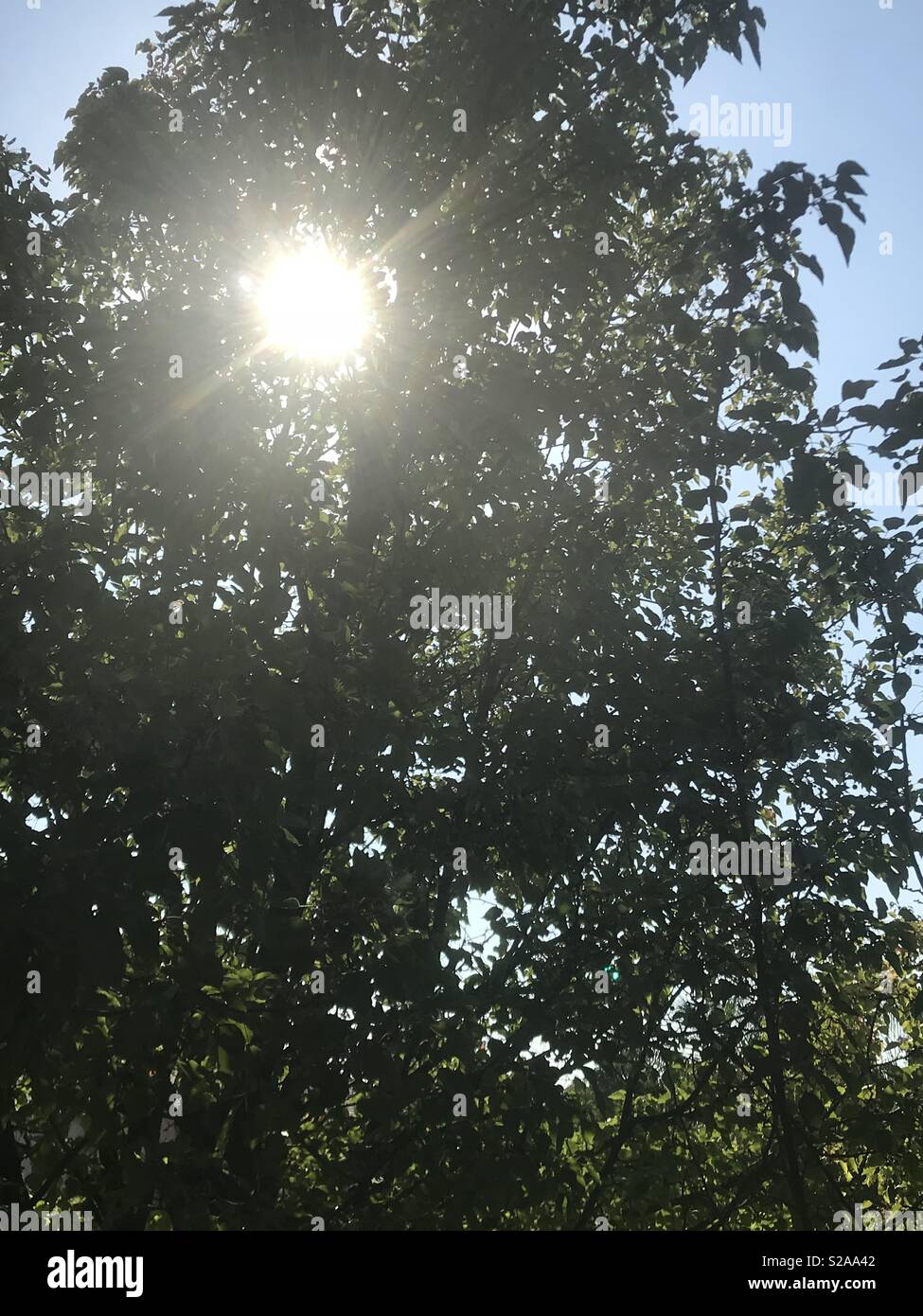 Sunlight aging through trees hi-res stock photography and images - Alamy