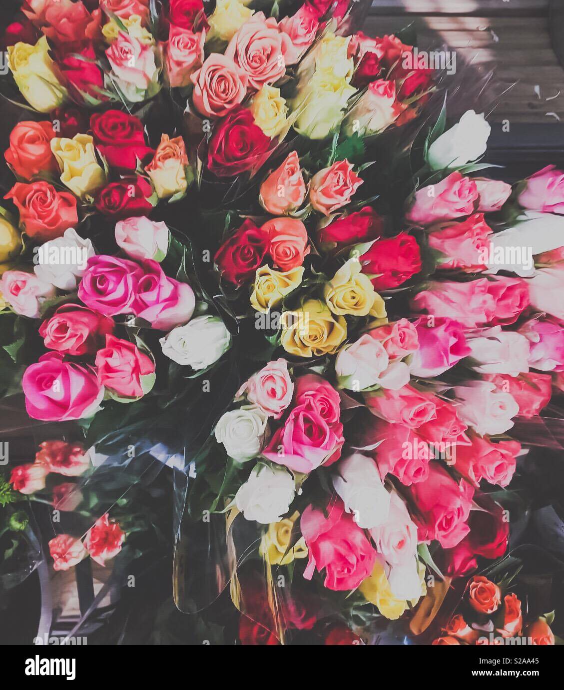 Sea of Roses Stock Photo - Alamy