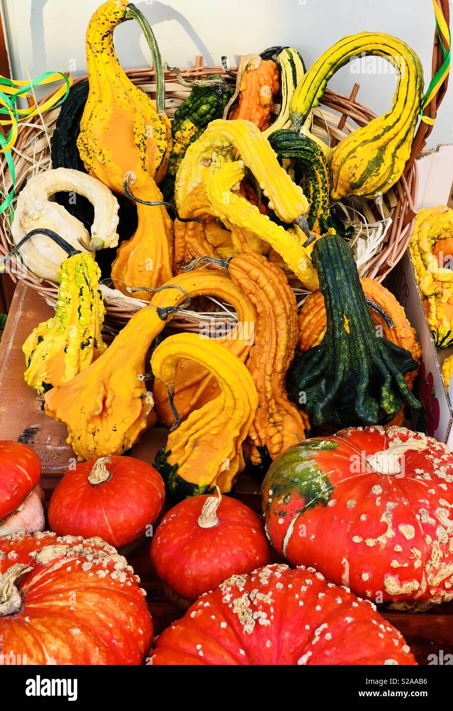 Ornamental Pumpkins High Resolution Stock Photography and Images - Alamy