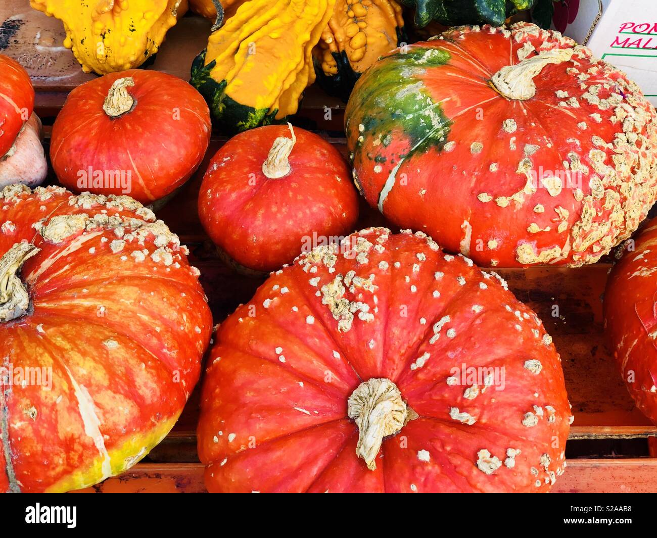 Ornamental red pumpkins Stock Photo - Alamy