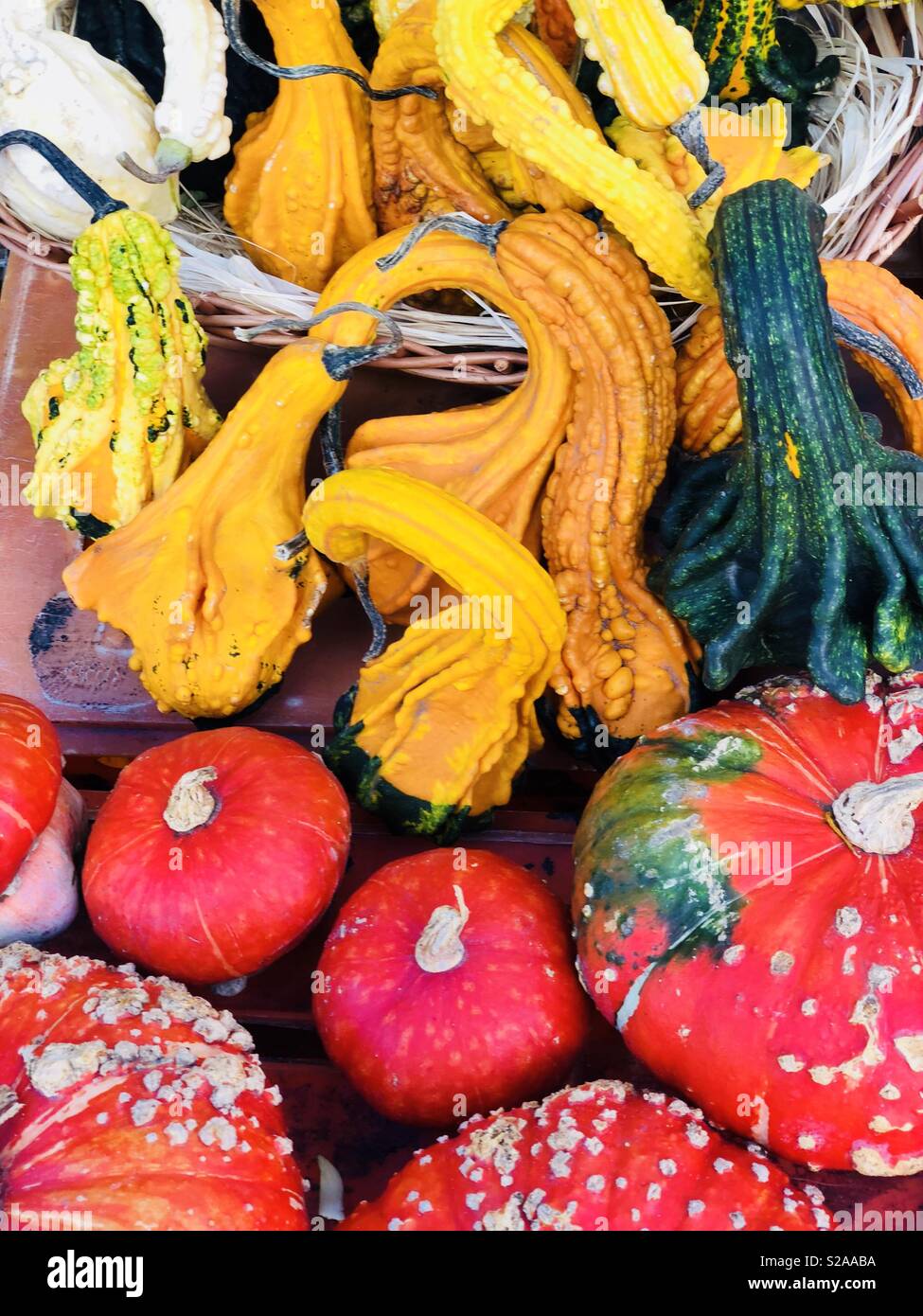 Yellow pumpkins hi-res stock photography and images - Alamy