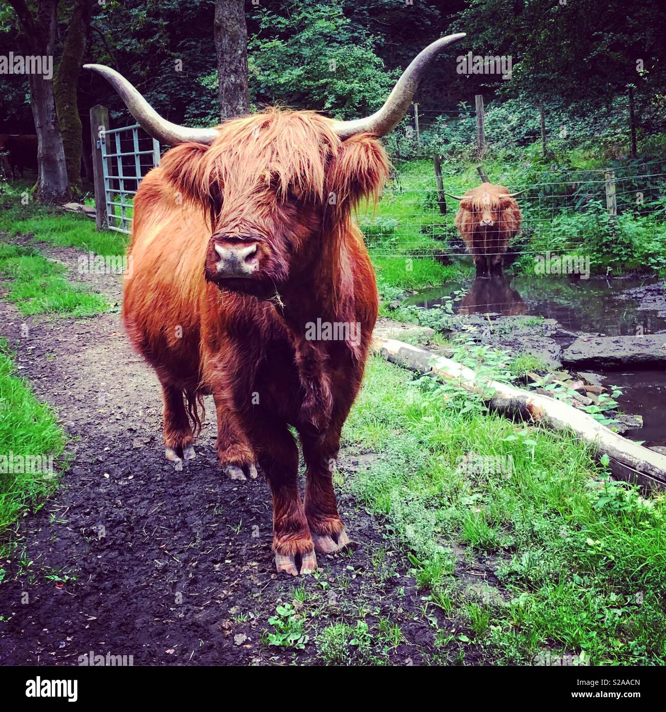 Highland cows with horns hi-res stock photography and images - Alamy
