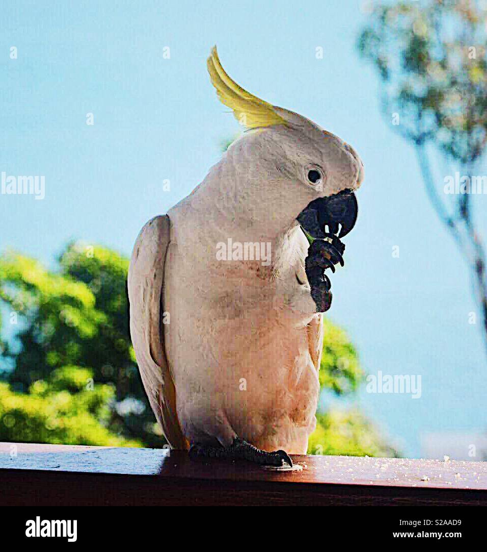 Cockatoo wildlife hi-res stock photography and images - Alamy