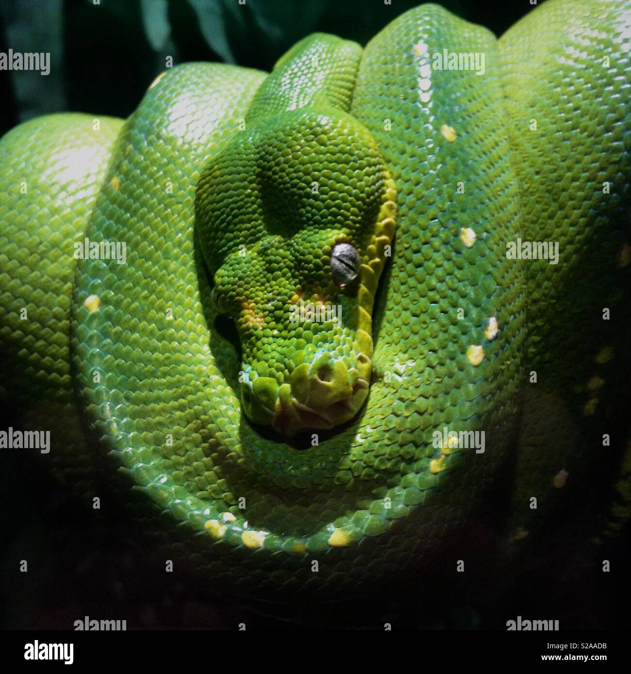 Green tree snake hi-res stock photography and images - Alamy