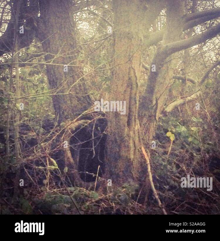 Tree hiding place hi-res stock photography and images - Alamy