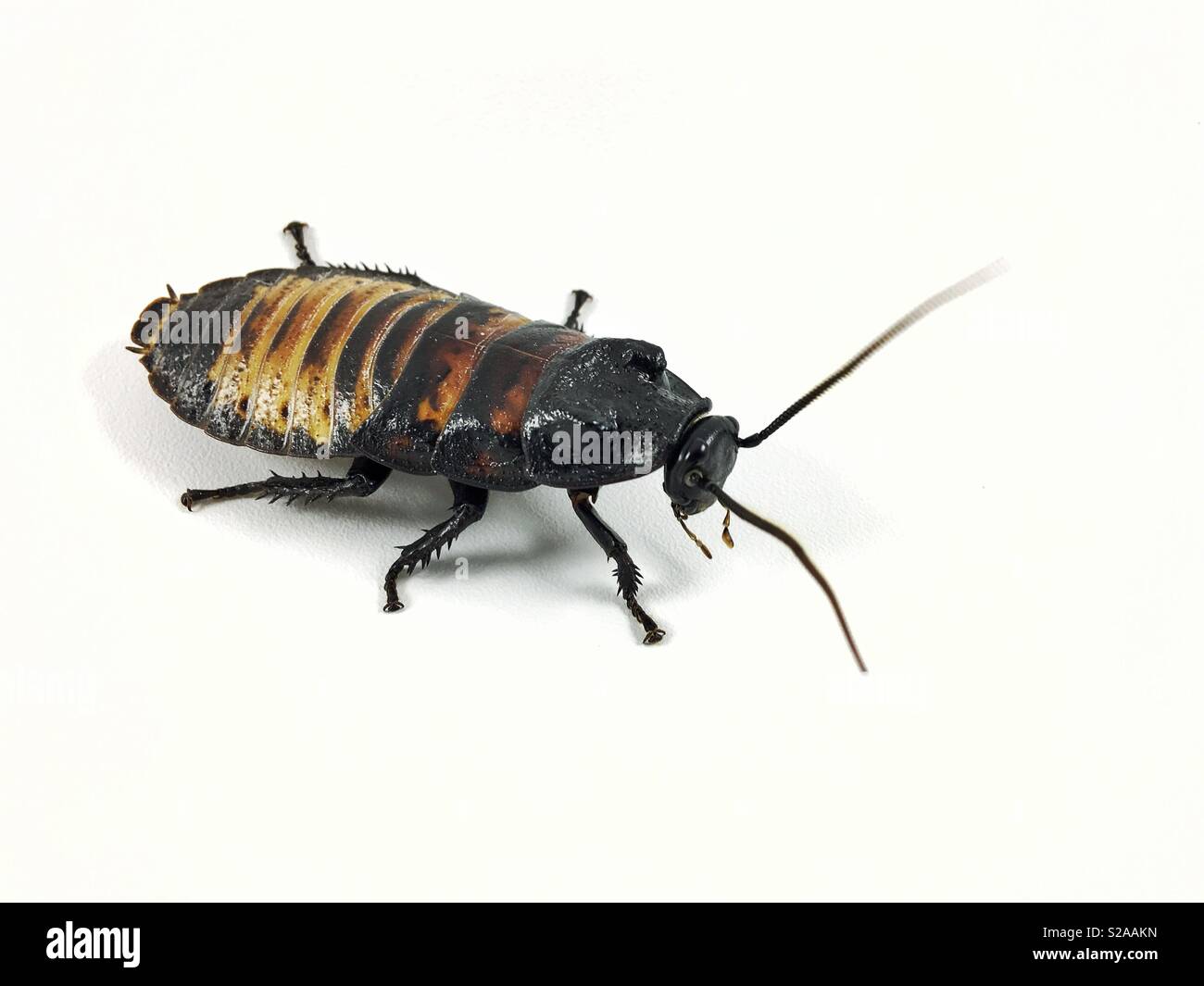 The madagascar cockroach hi-res stock photography and images - Alamy