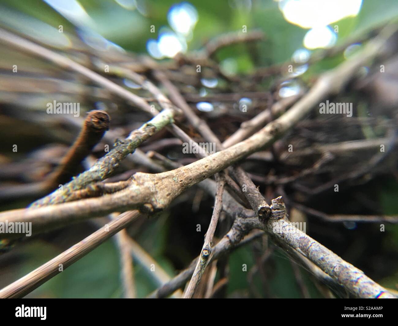 Nest of sticks hi-res stock photography and images - Alamy