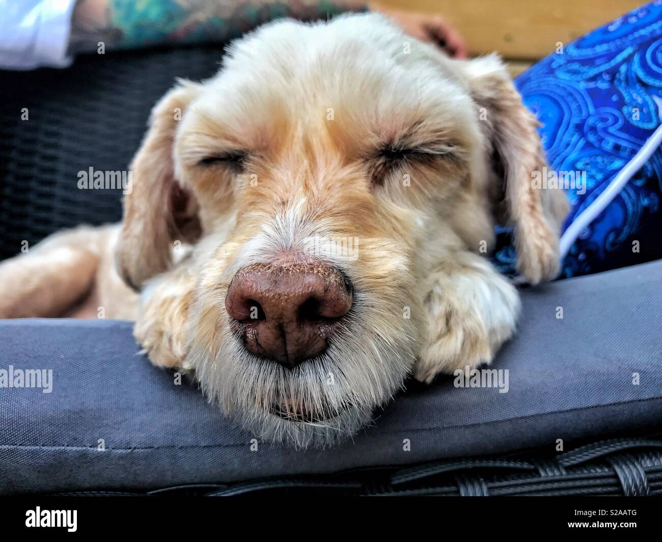 Dog life is hard Stock Photo - Alamy