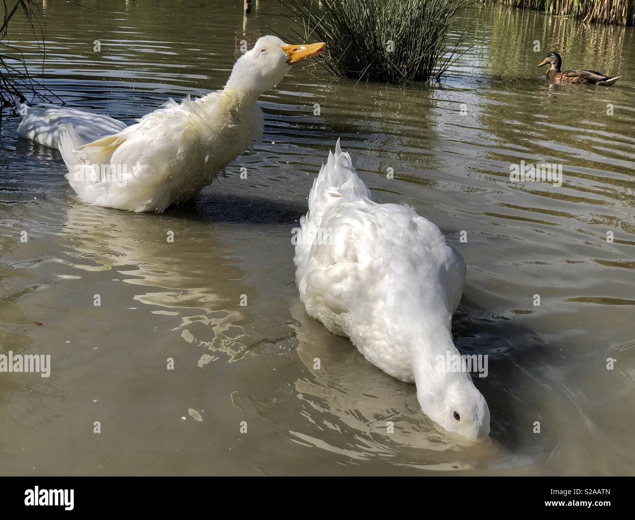 Mallard duck shaking off water hi-res stock photography and images - Alamy