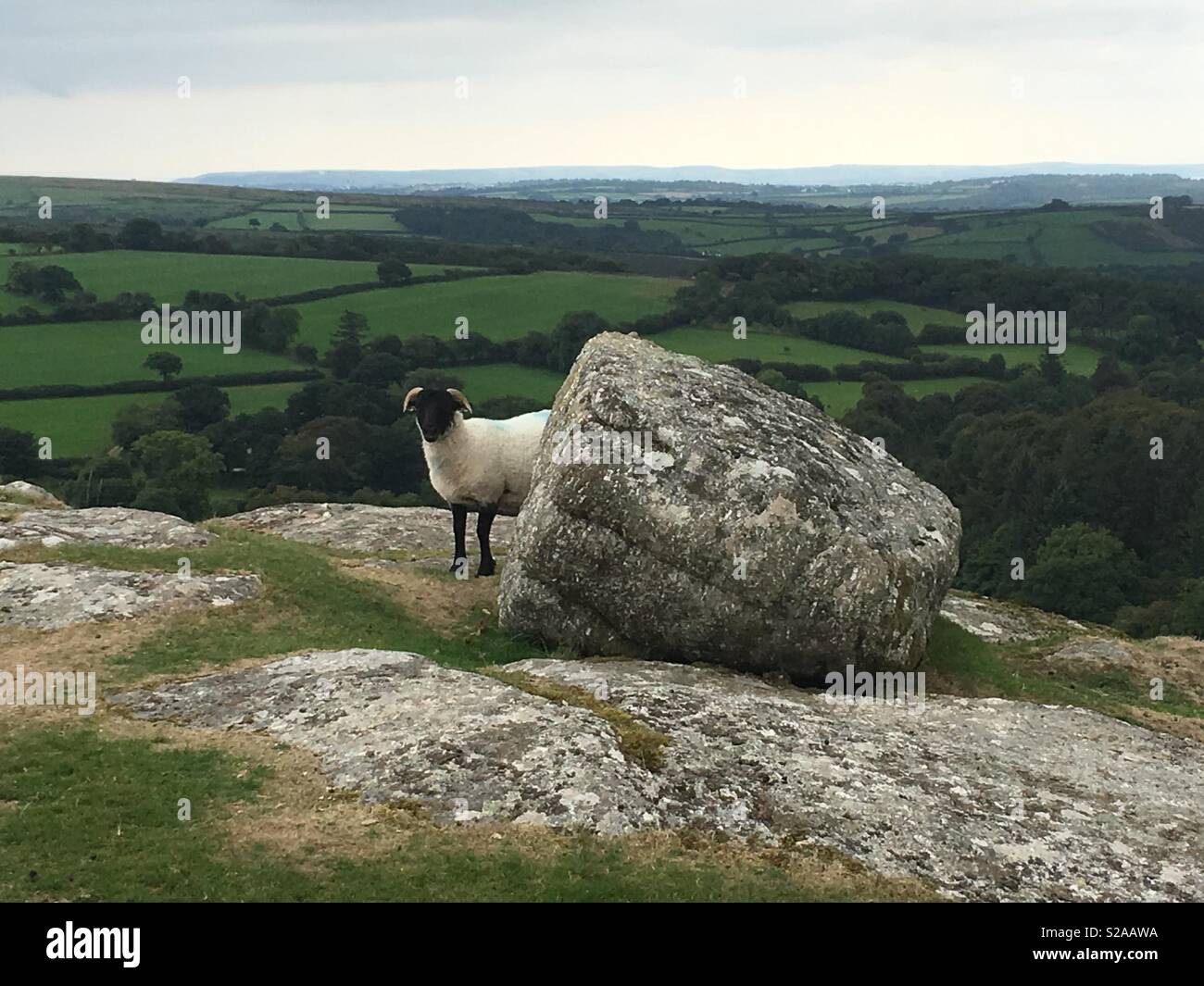 Looking Sheepish High Resolution Stock Photography and Images - Alamy
