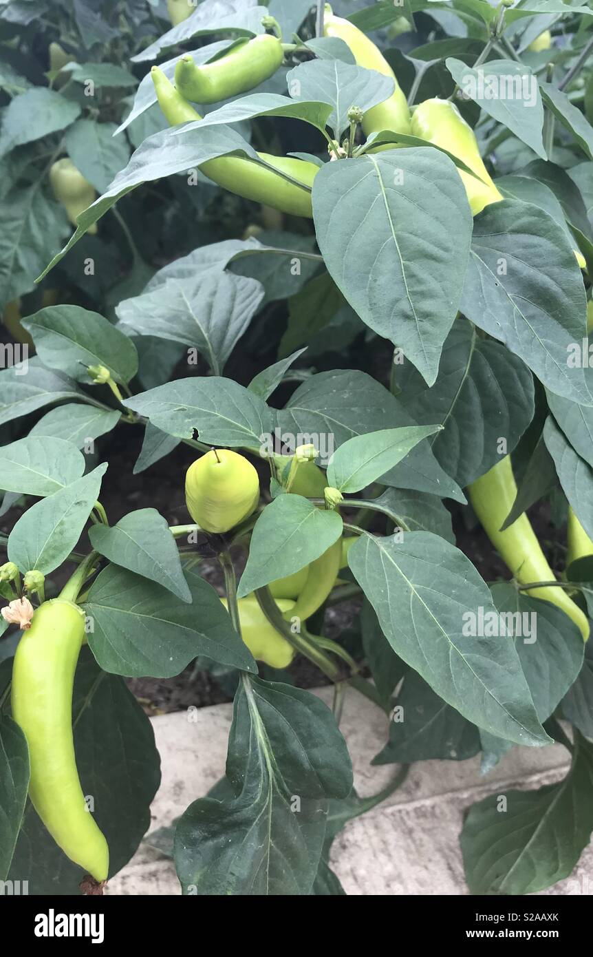 Hungarian hot wax chilli peppers hi-res stock photography and images ...