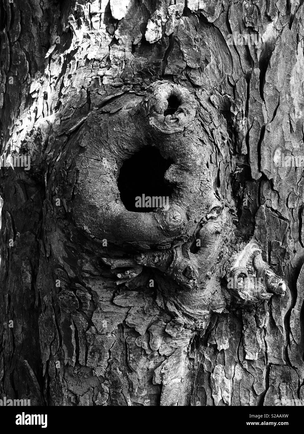 Hole in the tree Stock Photo - Alamy