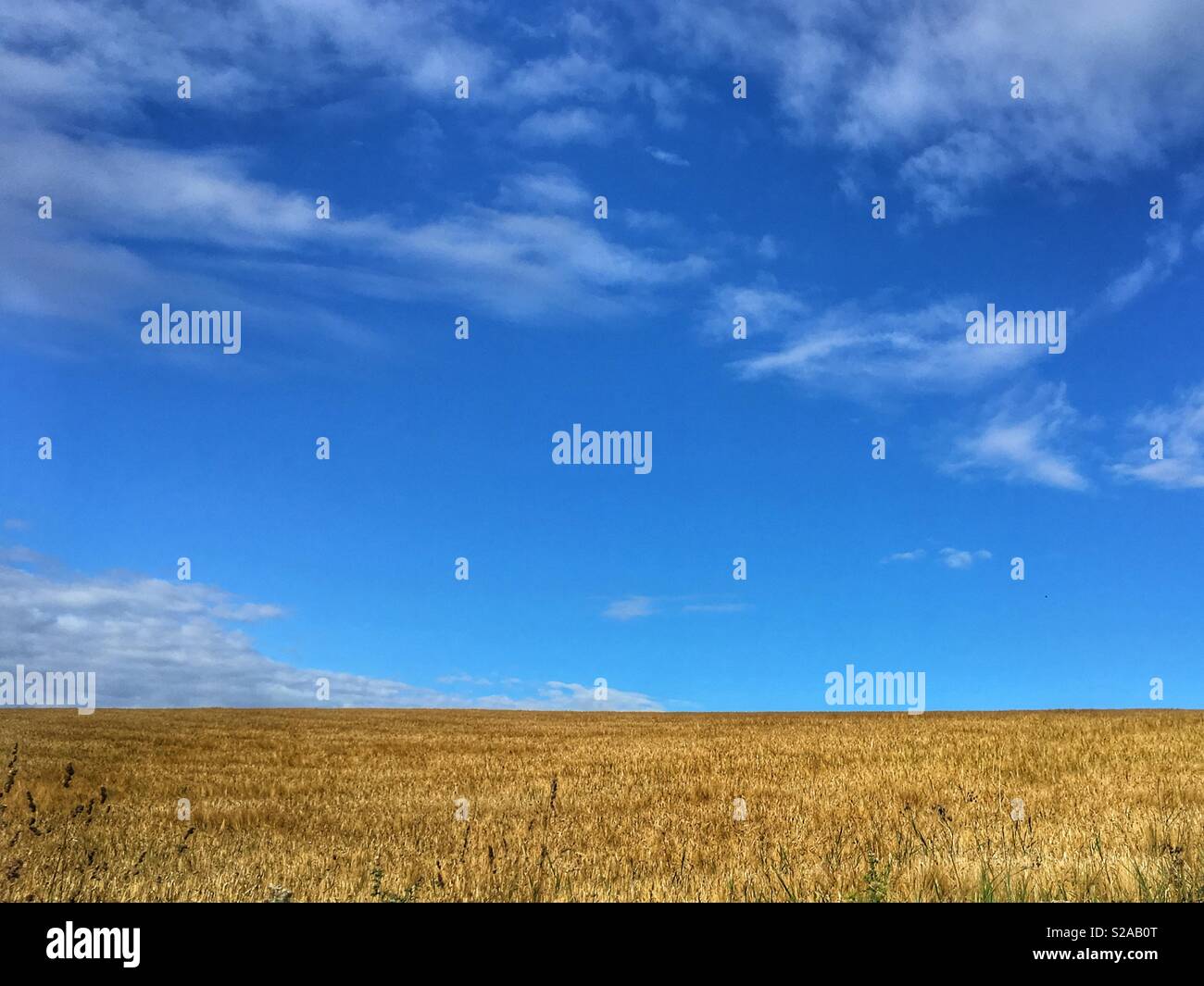 Big blue sky over a wheat field at Cloughton North Yorkshire UK weather ...