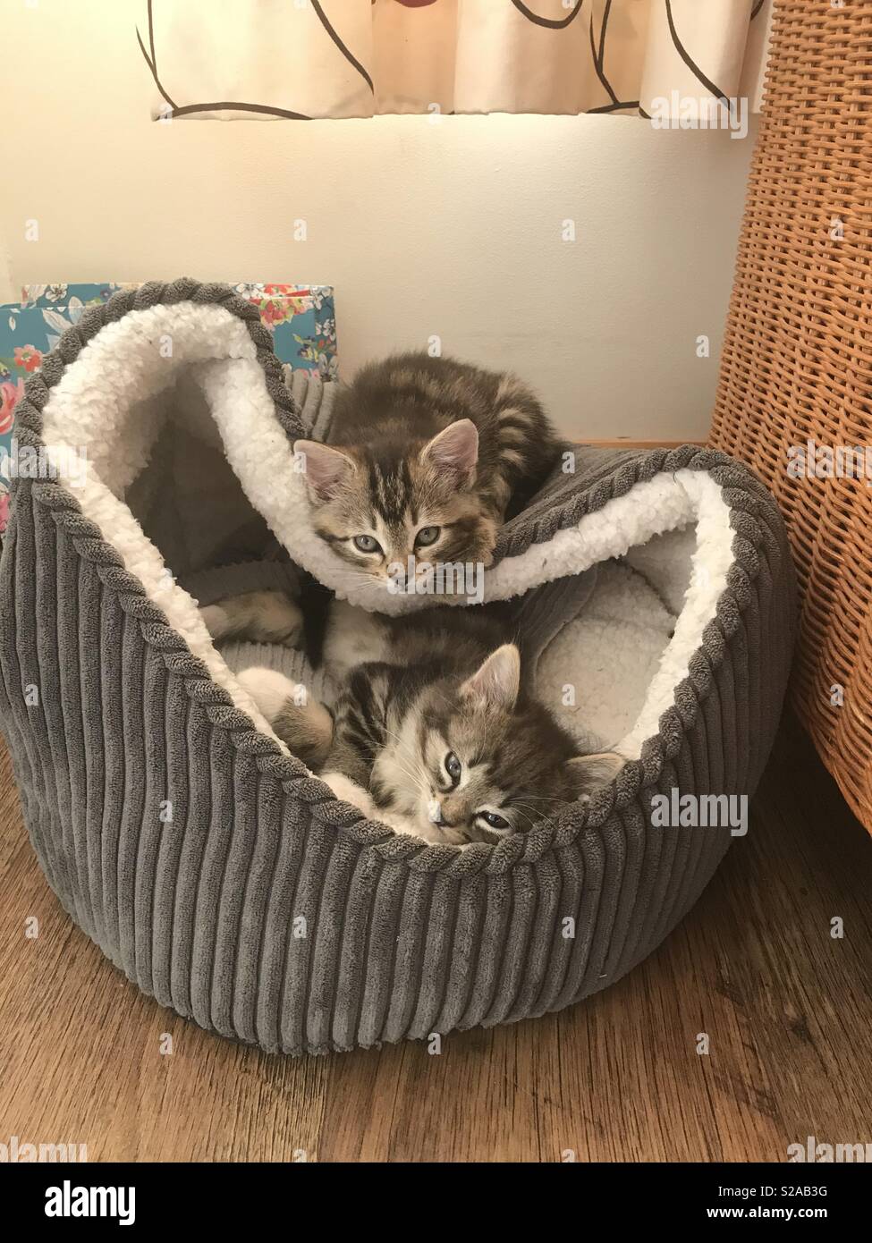 Kittens napping hi-res stock photography and images - Alamy