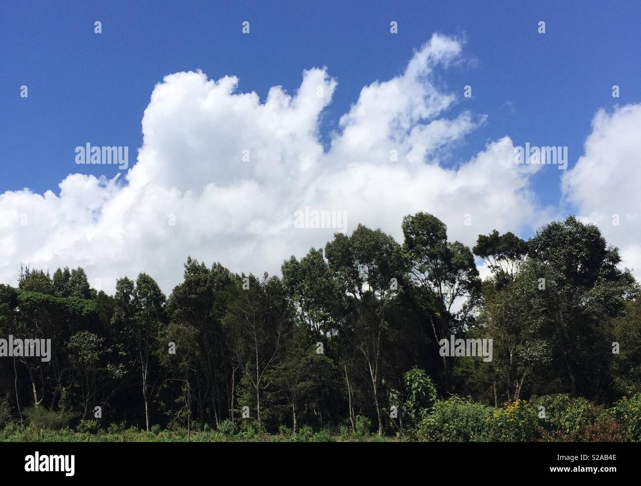 Equatorial Forest High Resolution Stock Photography and Images - Alamy