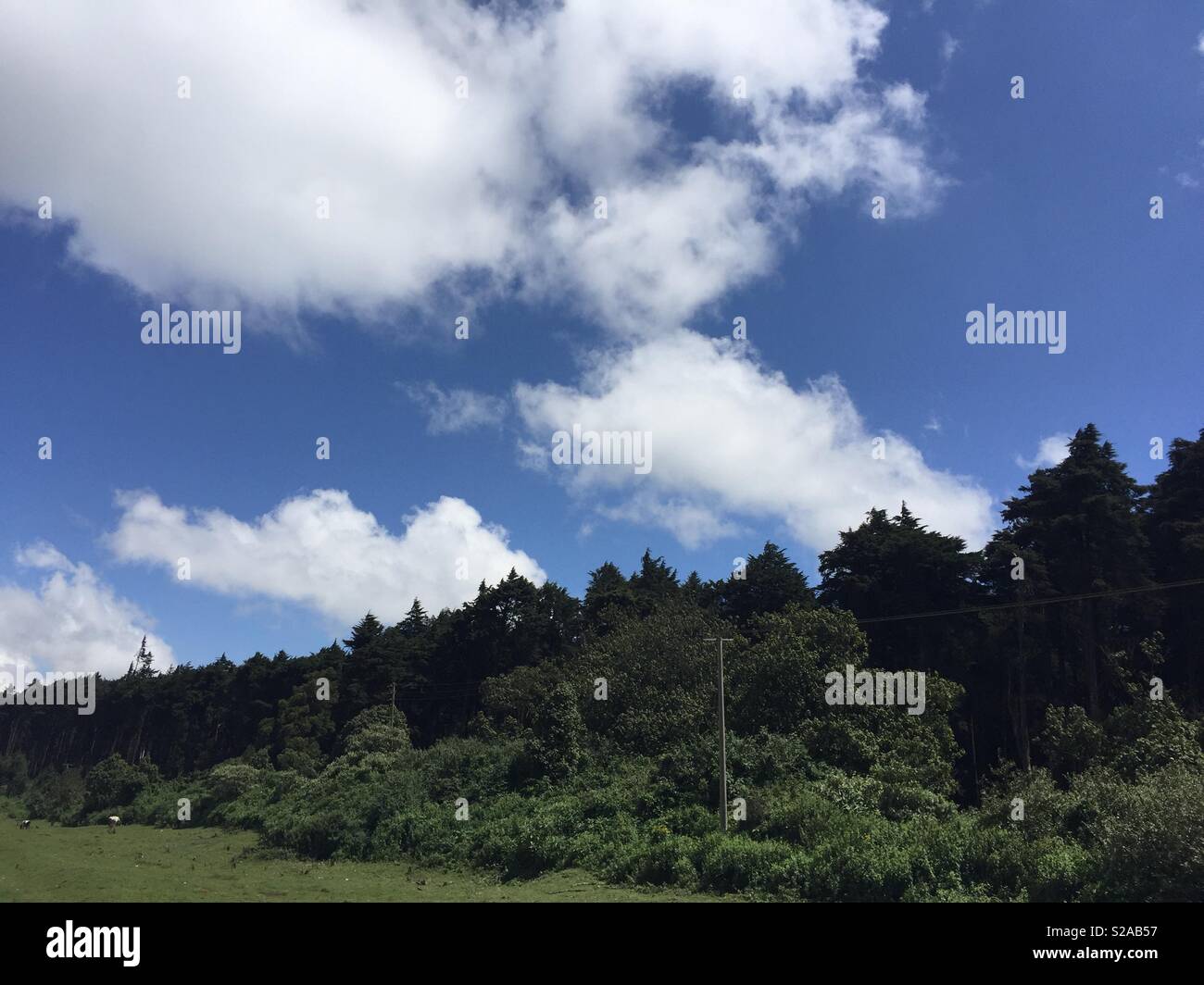 Equatorial forest hi-res stock photography and images - Alamy