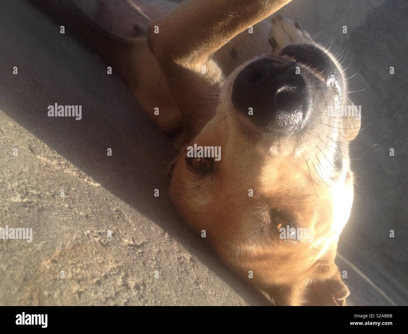 Perro acostado hi-res stock photography and images - Alamy