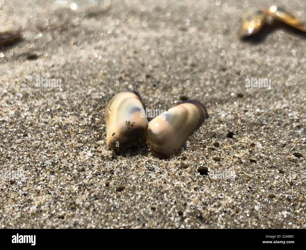Bean clam beach hi-res stock photography and images - Alamy