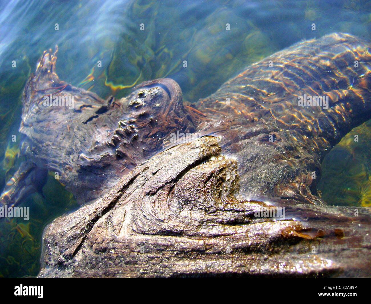 Tree under water Stock Photo - Alamy