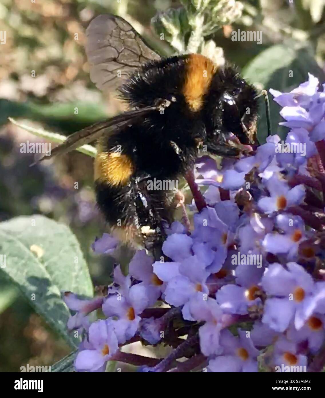 Bee buddleia hi-res stock photography and images - Alamy